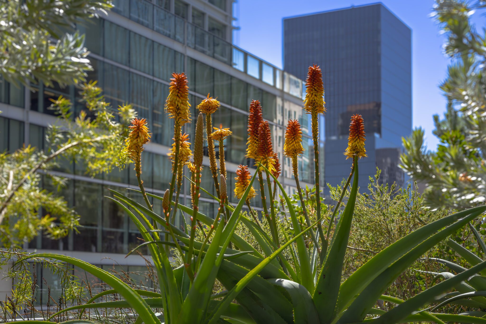 Are Native California Plants Right for Your Estate? - Gachina Landscape ...